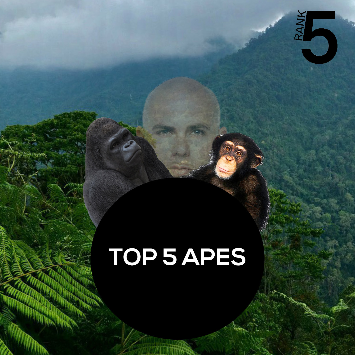 Rank5: Top 5 Apes – The Clarion